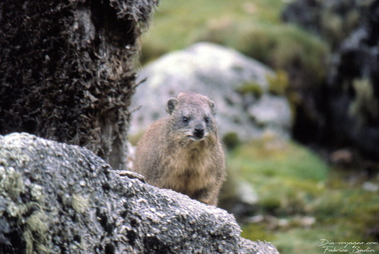 Juillet 1986 : Afrique – Kenya – Mont Kenya – Daman des rochers – Dia ...